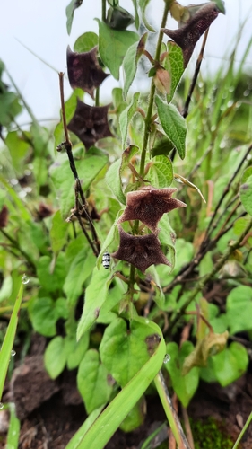 Dictyanthus parviflorus · iNaturalist Mexico