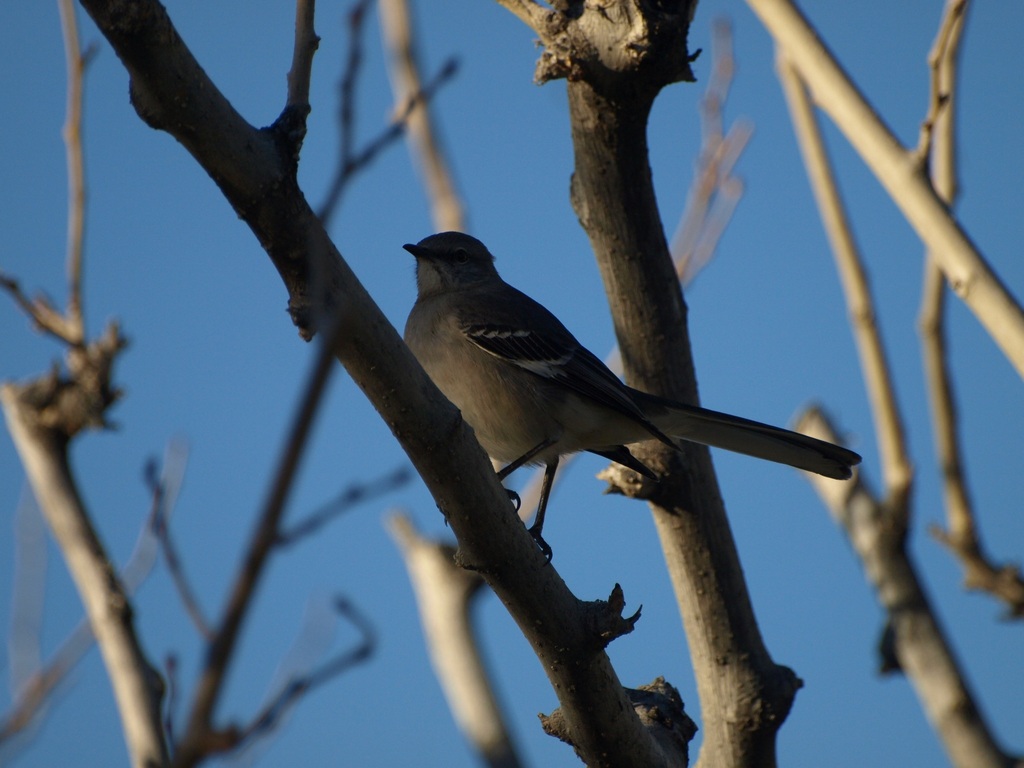 Northern Mockingbird from Ajo, AZ 85321, USA on January 04, 2019 at 08: ...