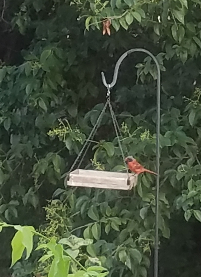 Northern Cardinal from 6845 Winchester St, Dallas, TX 75231, USA on ...