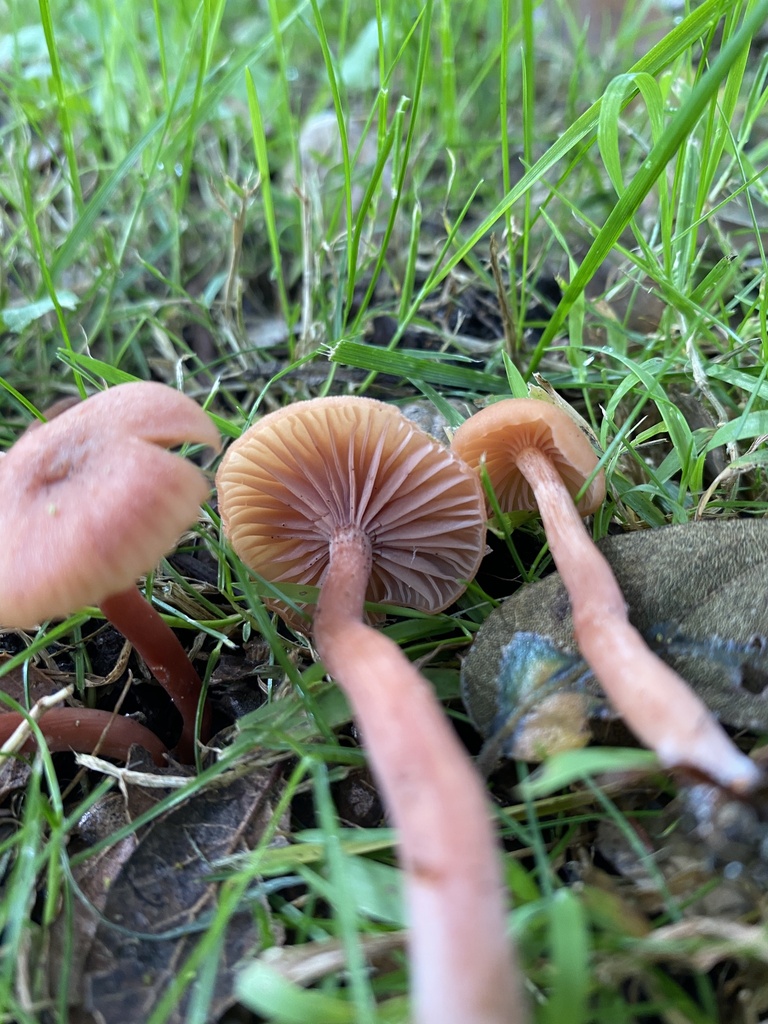 deceiver from Golden Gate Park, San Francisco, CA, US on August 01 ...