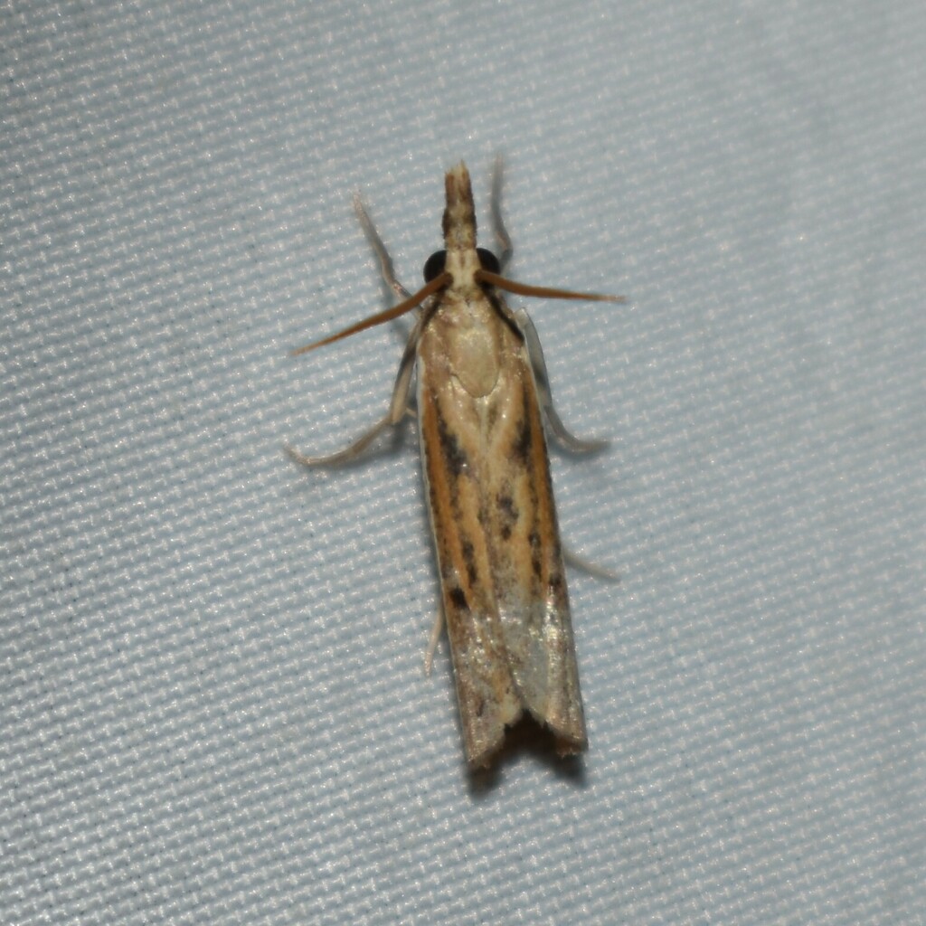 Carpet-grass Webworm Moth from 2460 Patsburg Hwy, Luverne, AL 36049 ...
