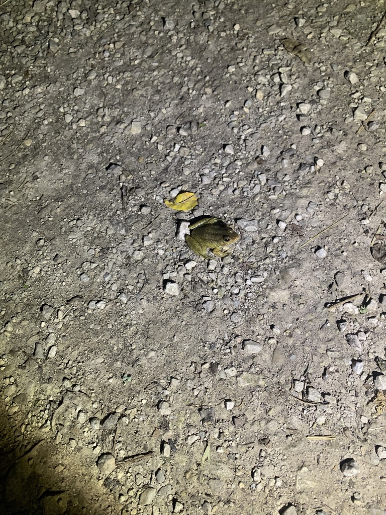 Green Frog from Spring Creek, Springfield, MO, US on August 01, 2022 at ...