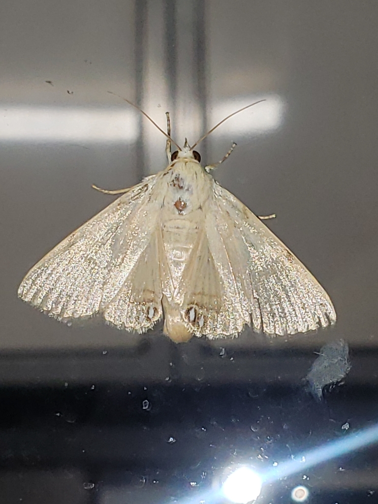 Palm Flower Moth from Boulder City, NV, USA on August 01, 2022 at 10:15 ...
