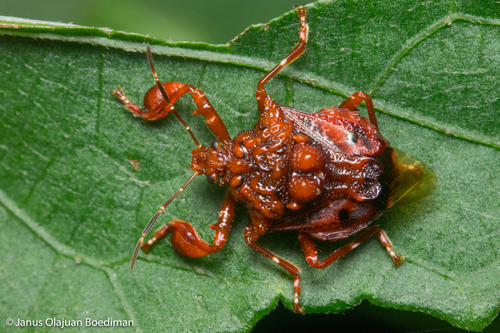 Cazira verrucosa · iNaturalist Mexico