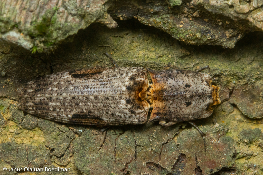 Cryptalaus larvatus larvatus in July 2021 by Janus Olajuan Boediman ...