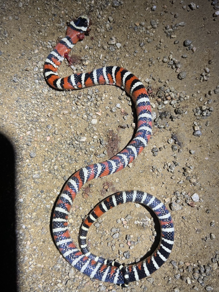 Arizona Mountain Kingsnake in August 2022 by mike_rochford · iNaturalist