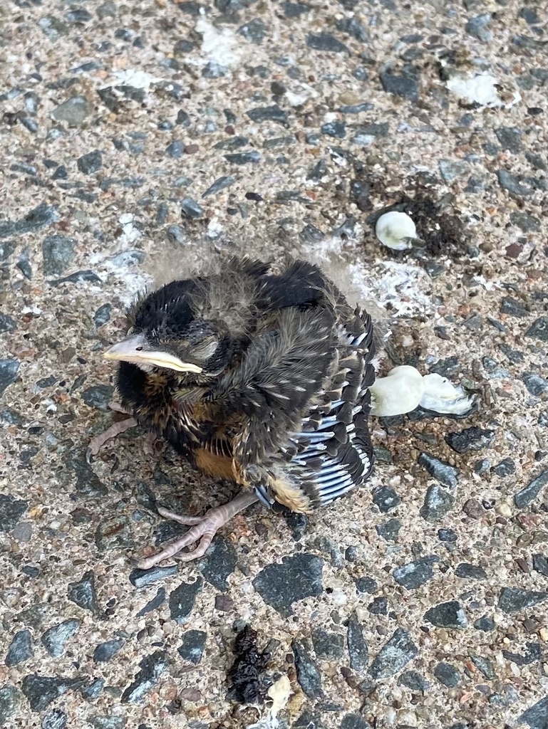 American Robin from Dunbrack St, Halifax, NS, CA on August 01, 2022 at ...