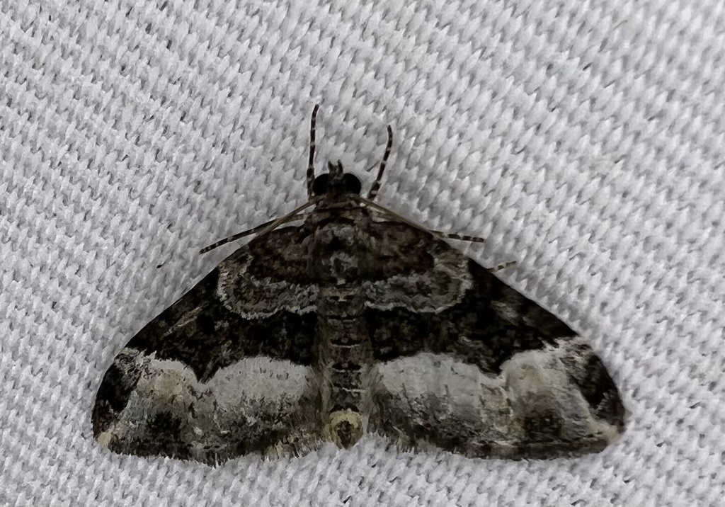 American Sharp-angled Carpet from Ashford Dr, Plover, WI, US on August ...