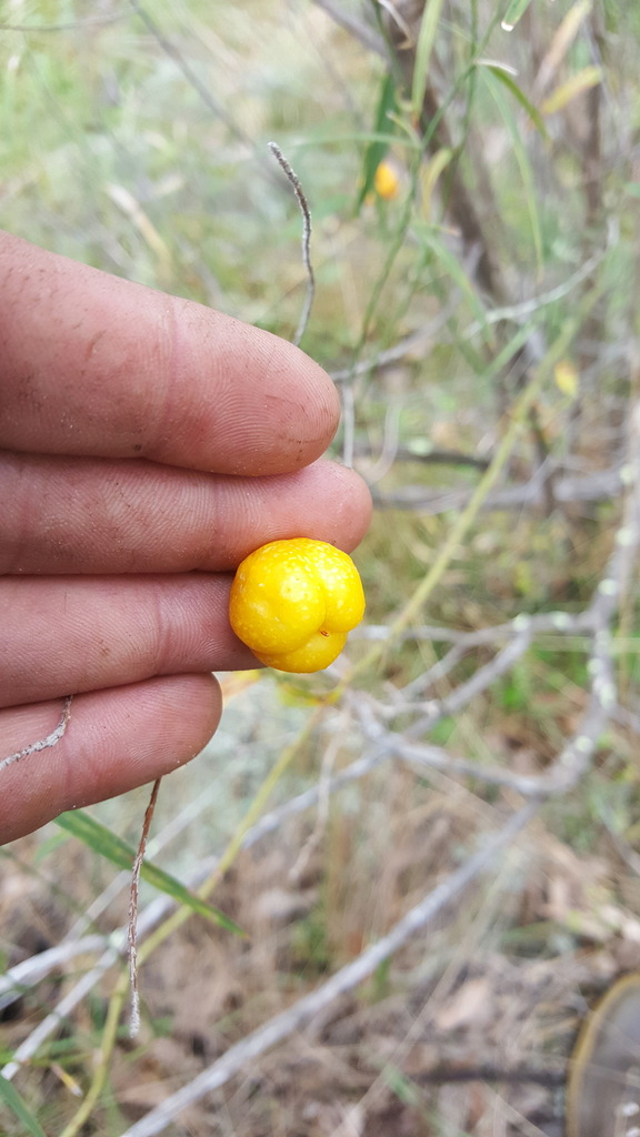 Wombat Berry in August 2022 by Kjell Knable · iNaturalist