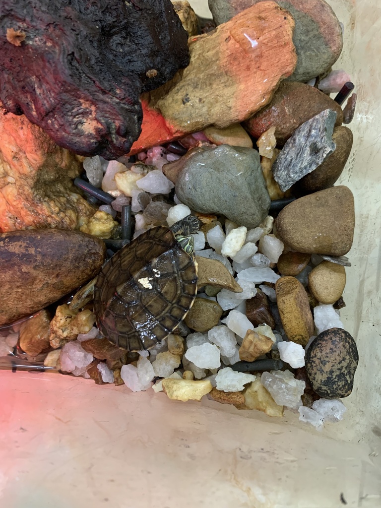 Annam Leaf Turtle in January 2022 by Nam Nguyen · iNaturalist