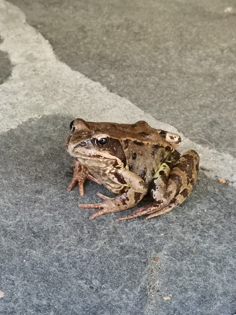 European Common Frog in August 2022 by TL · iNaturalist