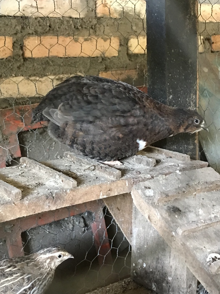 Landfowl from Departamento de la Cordillera, PY on July 31, 2022 at 02: ...