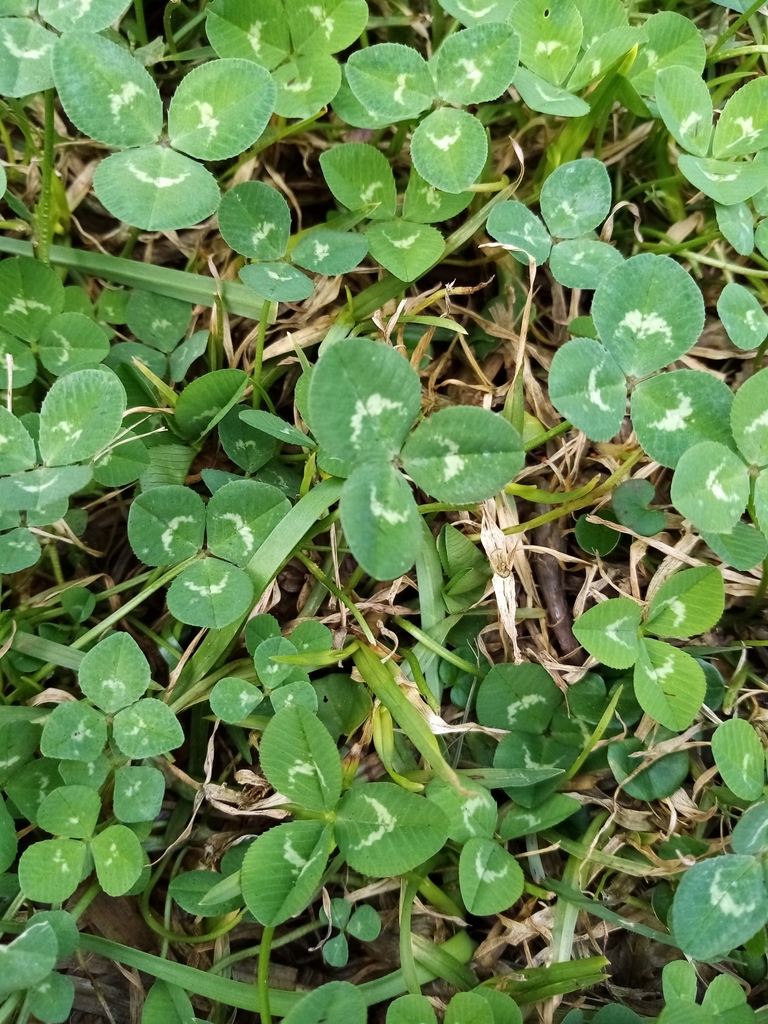 white clover from Elandspoort 357-Jr, Pretoria, 0002, South Africa on ...
