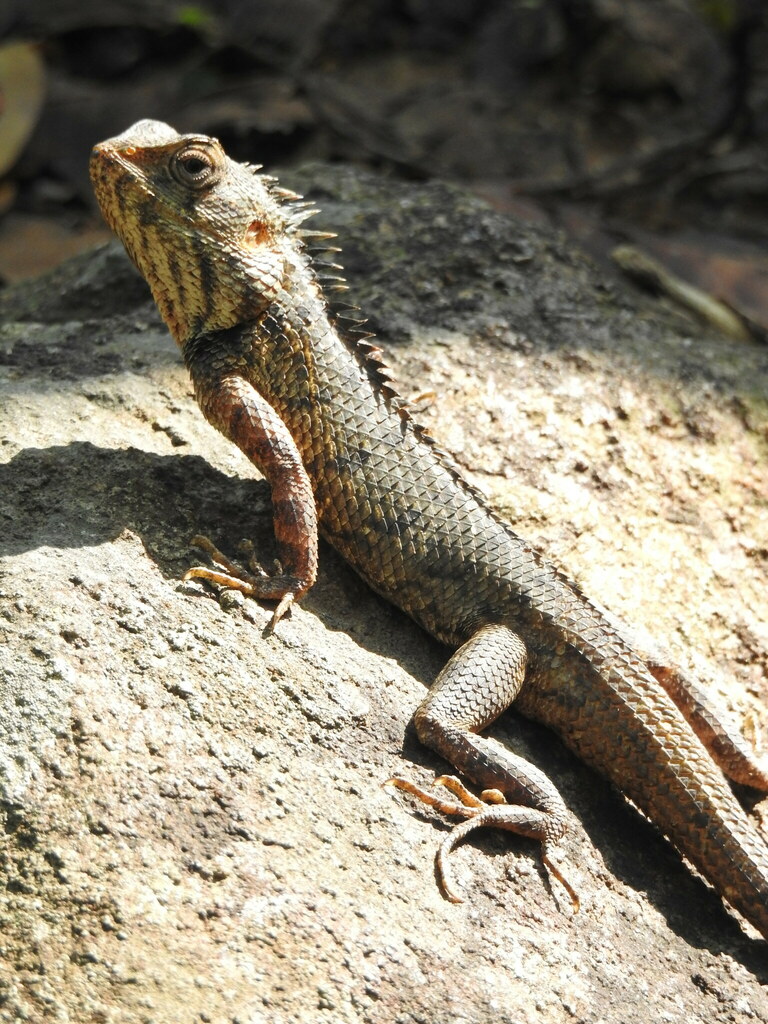 Oriental Garden Lizard from Bilbhaddar, Dhamtari, Chhattisgarh, India ...