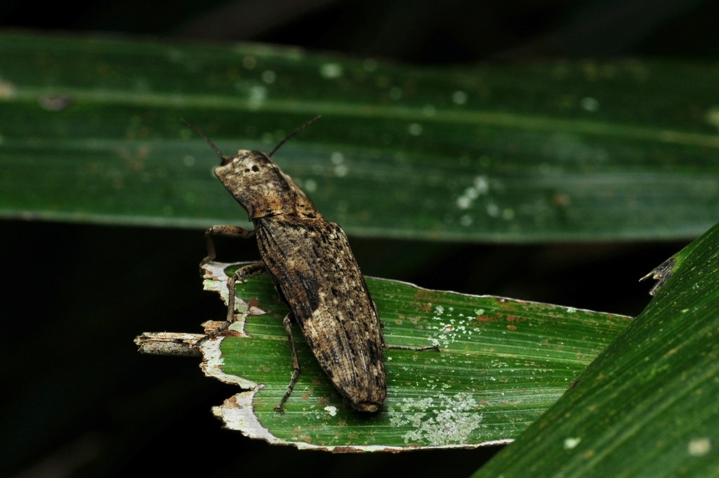 Cryptalaus larvatus larvatus from 滿月圓國家森林遊樂區 on July 30, 2022 at 01:25 ...