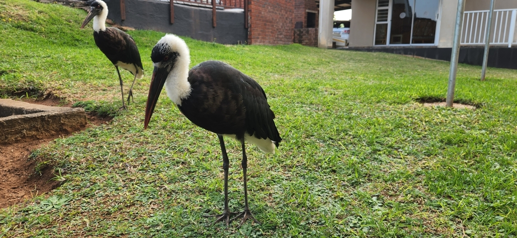 African Woolly-necked Stork from Ugu, ZA-NL, ZA on August 2, 2022 at 03 ...