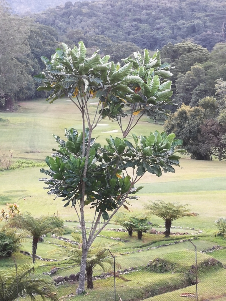forest fever tree from Honde Valley, Zimbabwe on July 13, 2021 at 05:07 ...