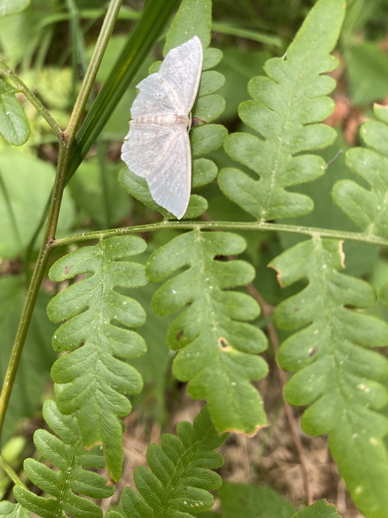 Snowy Geometer Moth from Whitefield, NH, US on August 2, 2022 at 08:58 ...