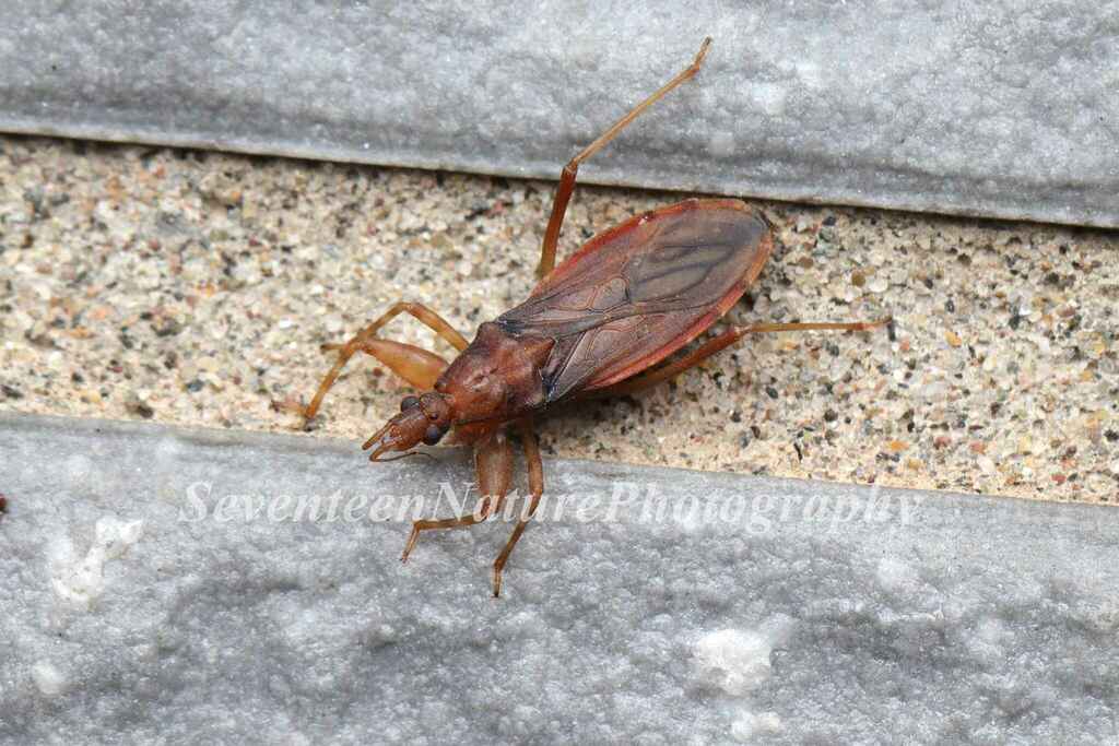 Staccia from 中国江苏省南京市江宁区 on June 11, 2020 at 09:53 PM by 石柒 · iNaturalist