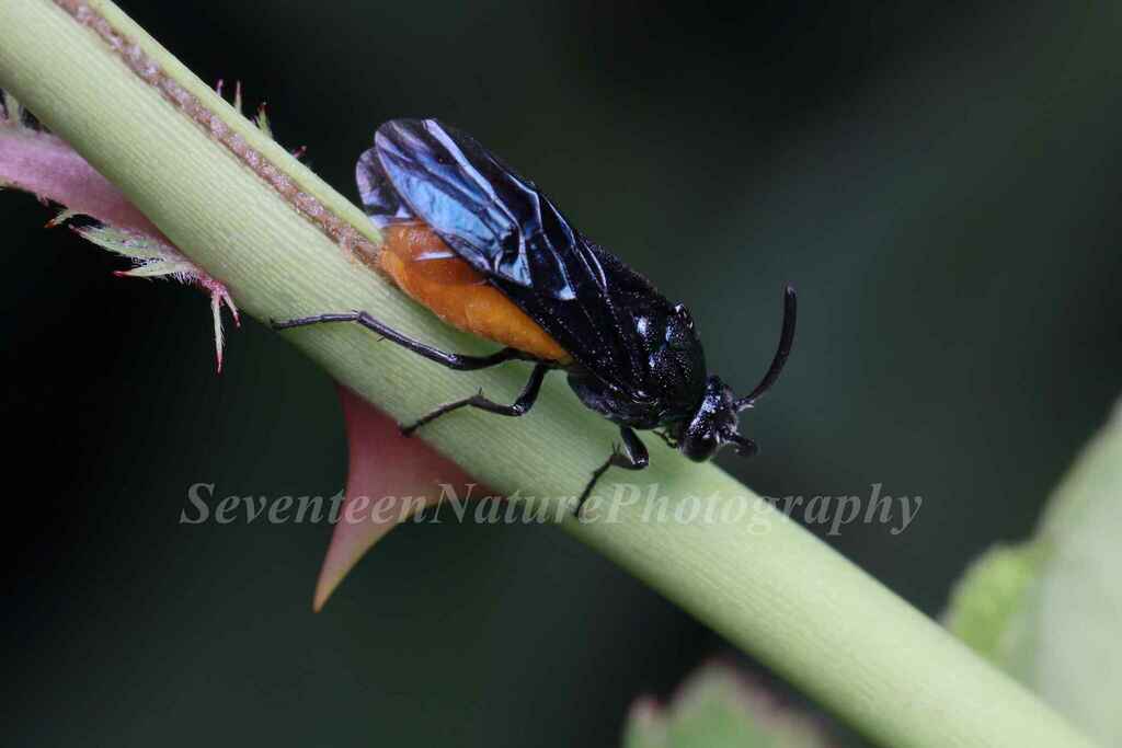 Arge geei from 中国江苏省南京市江宁区 on June 27, 2020 at 06:19 PM by 石柒 · iNaturalist