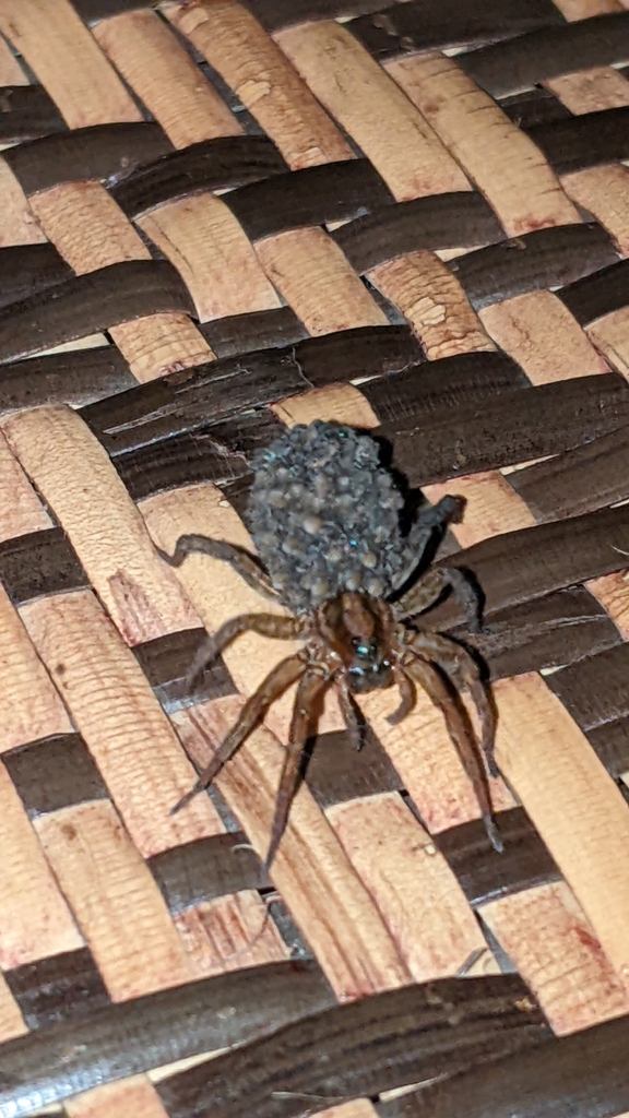Rustic Wolf Spider from Mt. Baker, Seattle, WA, USA on July 28, 2022 at ...