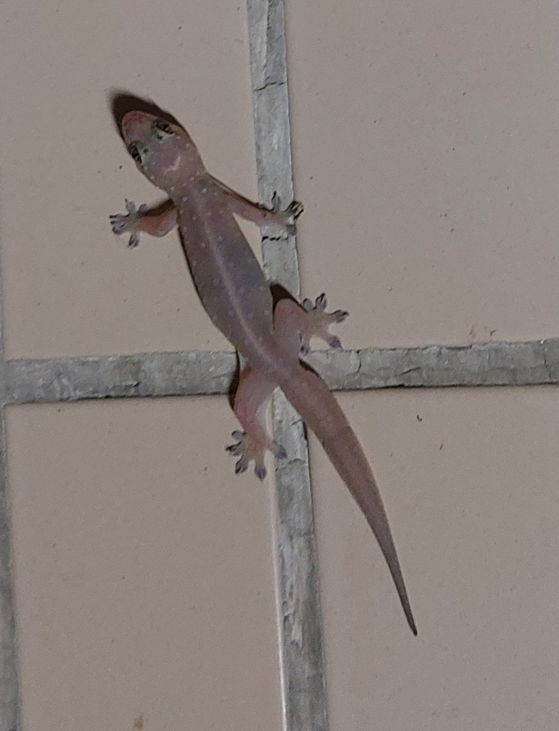 Common Four-clawed Gecko from 粉嶺 on August 02, 2022 at 07:45 PM by ...