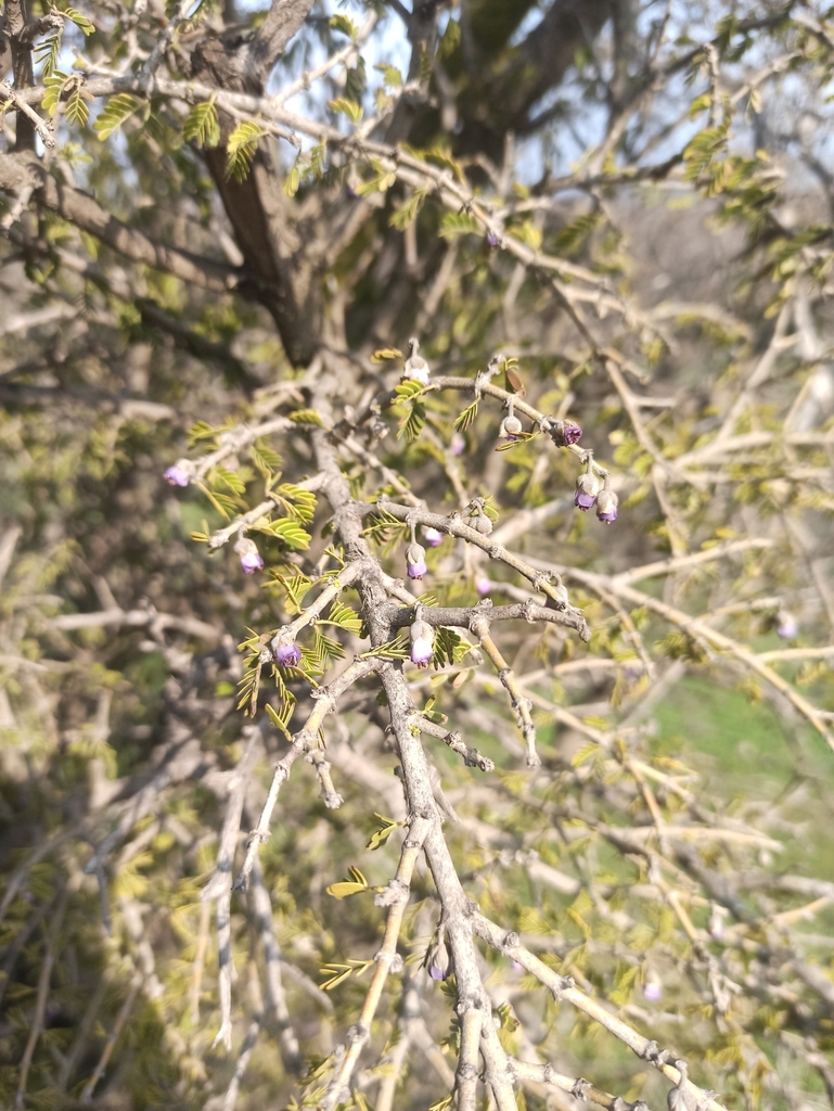 Chilean guayacan from Pudahuel, Región Metropolitana, Chile on August 1 ...