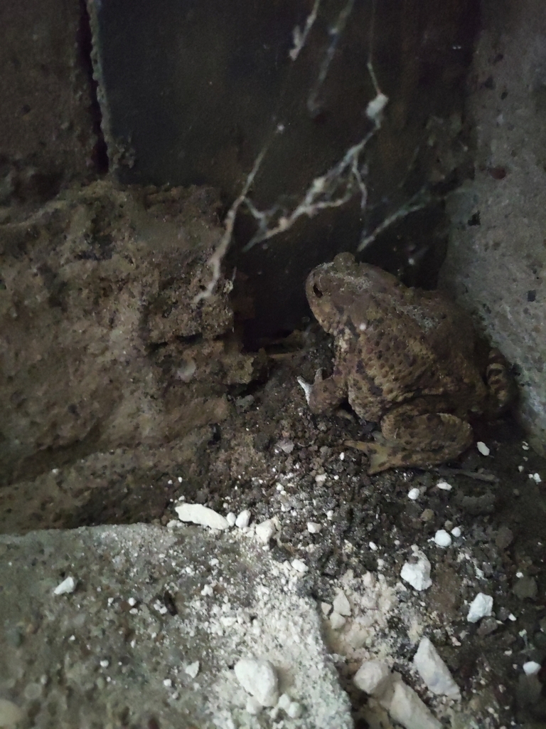 European Toad from Zduńska Wola, 98-220 Zduńska Wola, Polska on August ...
