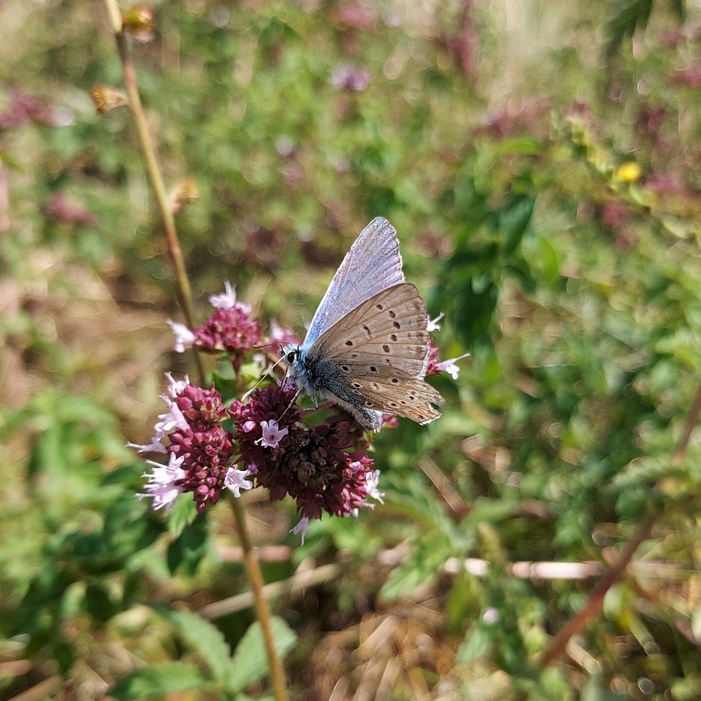 Common Blue from Garching b. München, 85748 Garching bei München ...