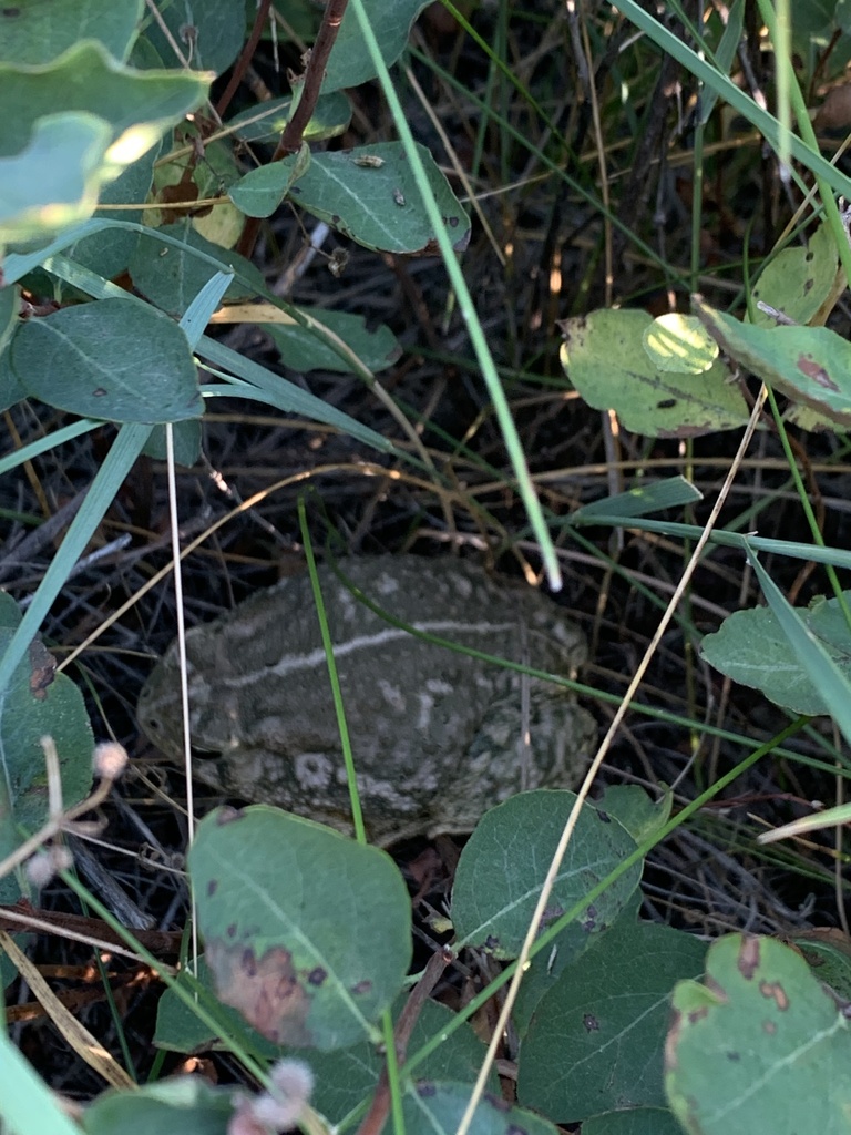 Woodhouse's Toad from Theodore Roosevelt National Park South Unit ...