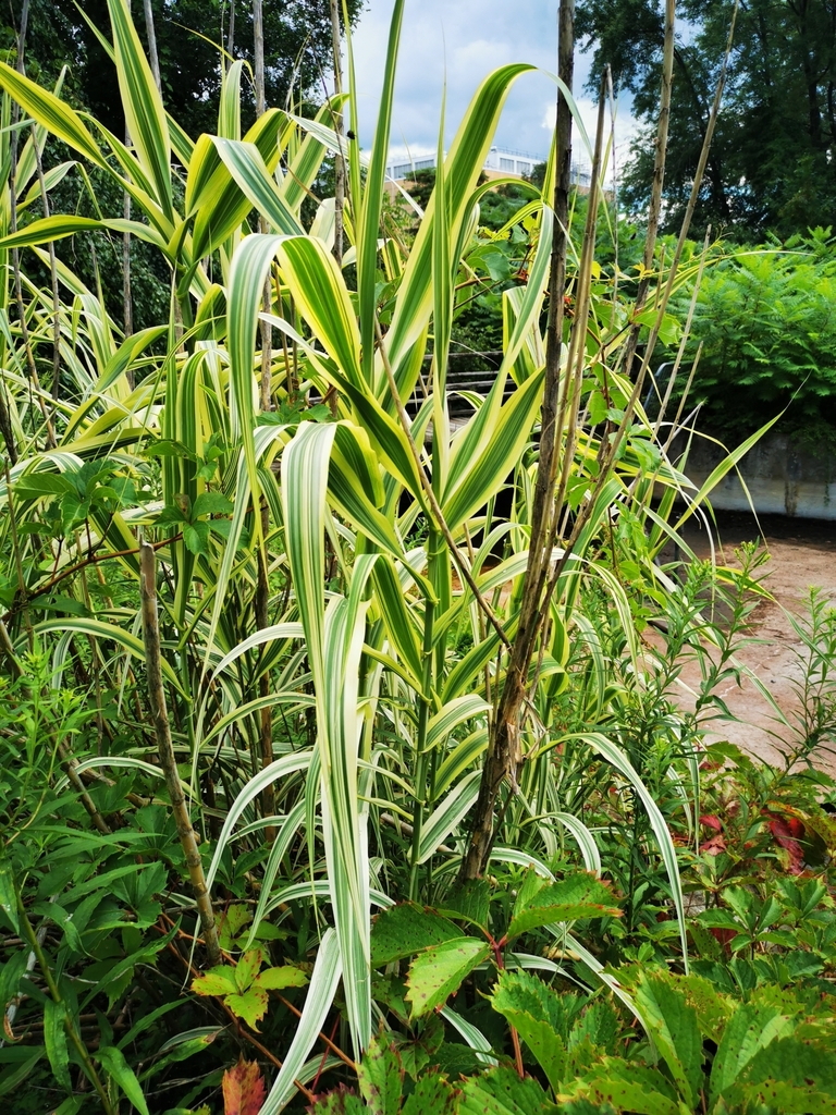 giant reed from Montréal, QC H3C, Canada on August 02, 2022 at 01:28 PM ...