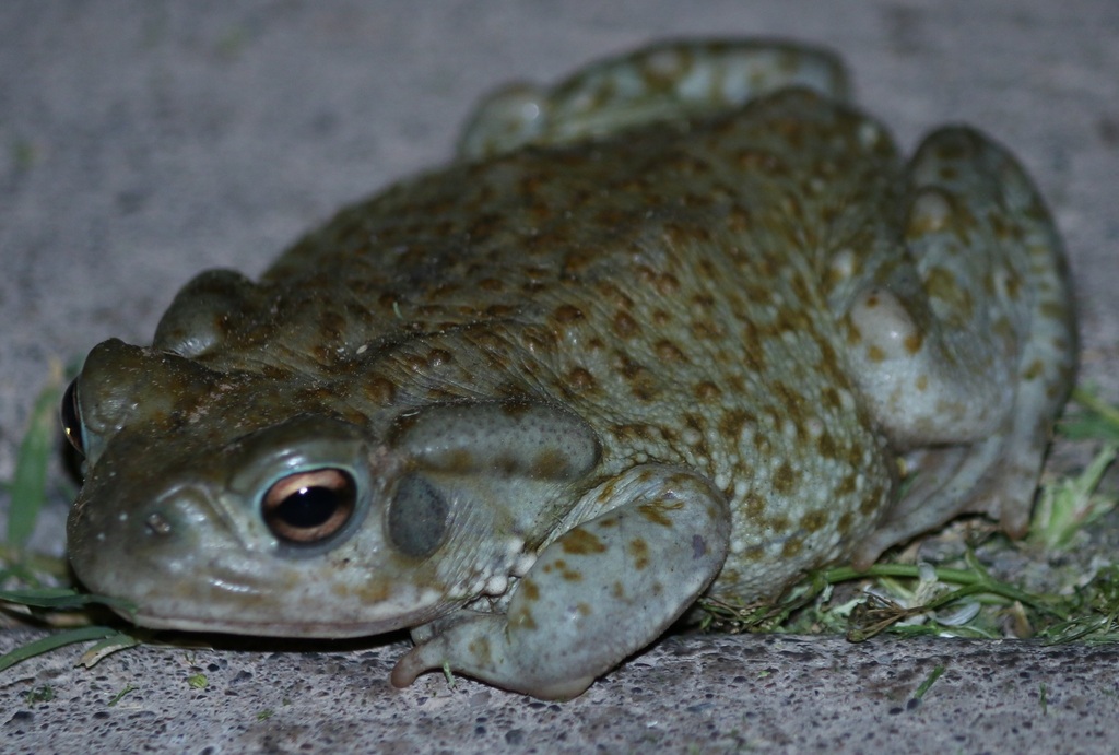 Sonoran Desert Toad from Ajo, AZ 85321, USA on June 20, 2019 at 09:33 ...