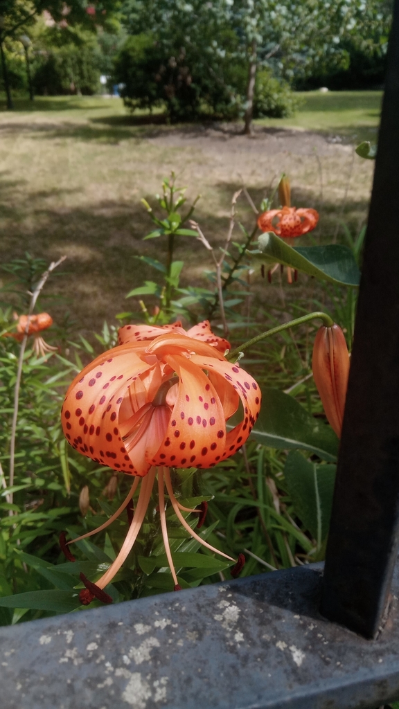 true lilies from Cook County, US-IL, US on August 2, 2022 at 10:45 AM ...