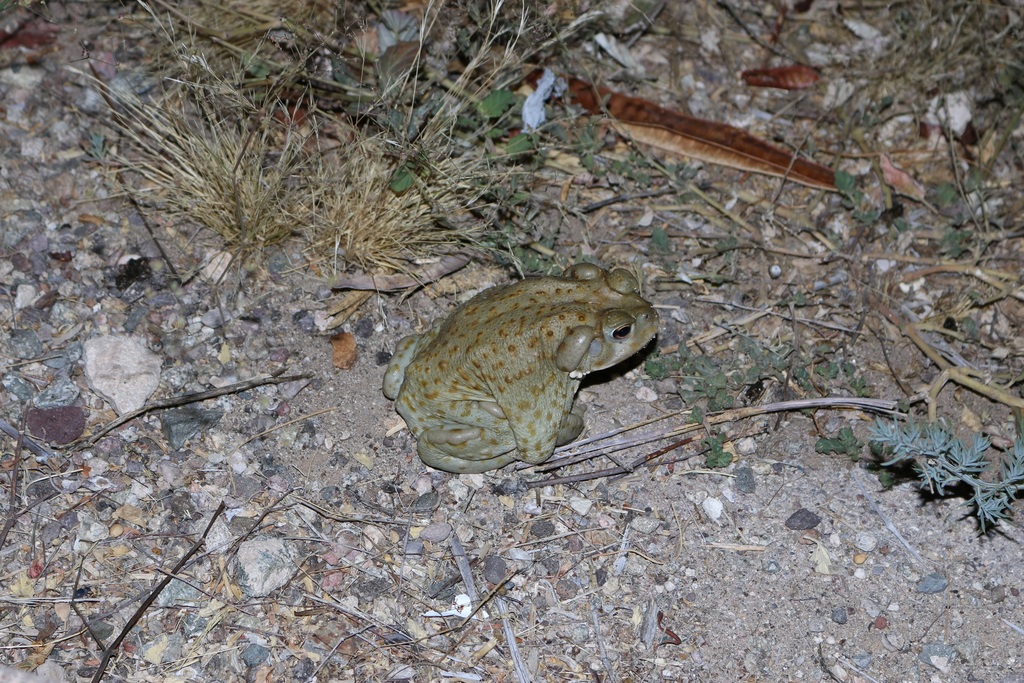 Sonoran Desert Toad from Ajo, AZ 85321, USA on July 12, 2019 at 09:11 ...