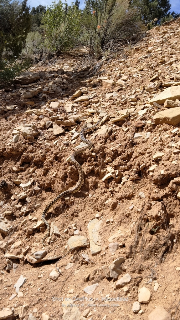 Great Basin Gopher Snake from Mt Carmel, UT 84755, USA on August 02 ...
