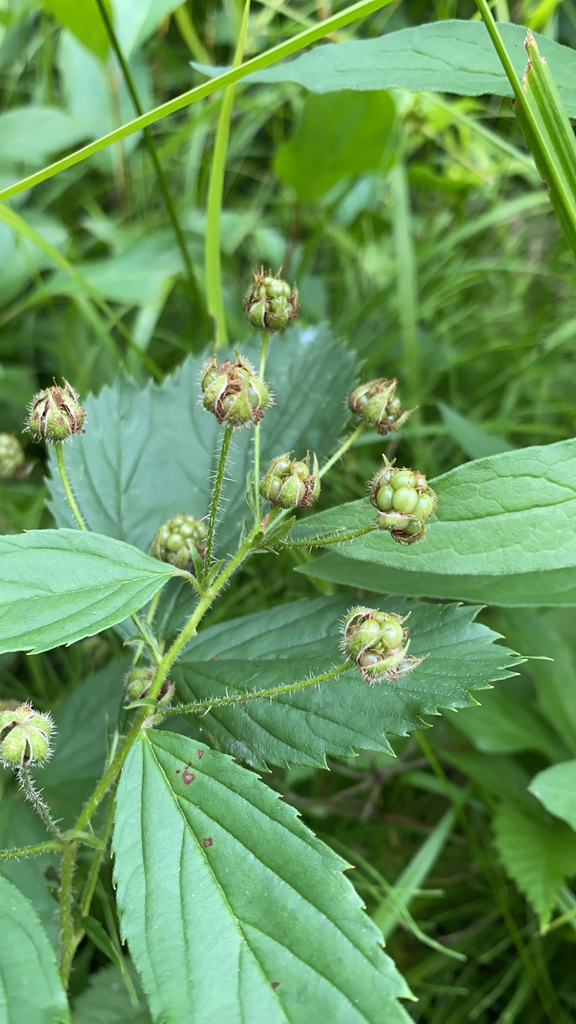 Wisconsin dewberry from Wrenshall on August 02, 2022 at 01:22 PM by ...