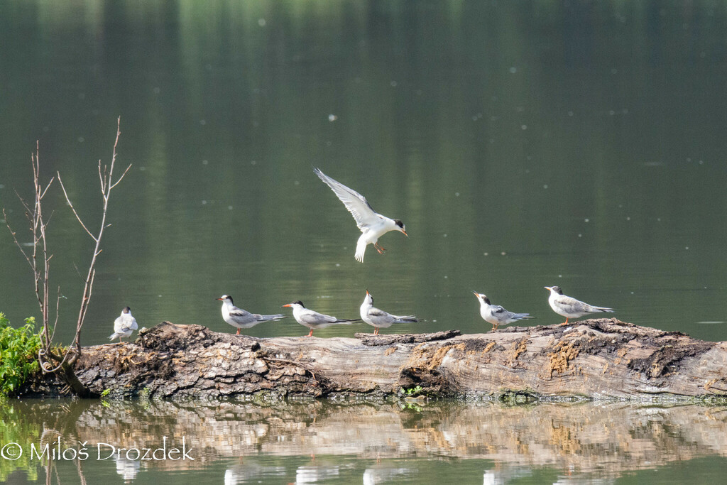 Common Tern from 742 13 Studénka, Česko on August 01, 2022 at 03:47 PM ...