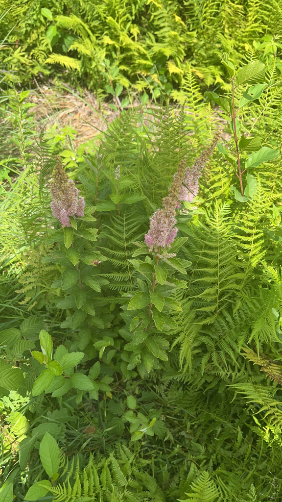 Steeplebush from Depew on August 2, 2022 at 03:05 PM by Marcus Rosten ...