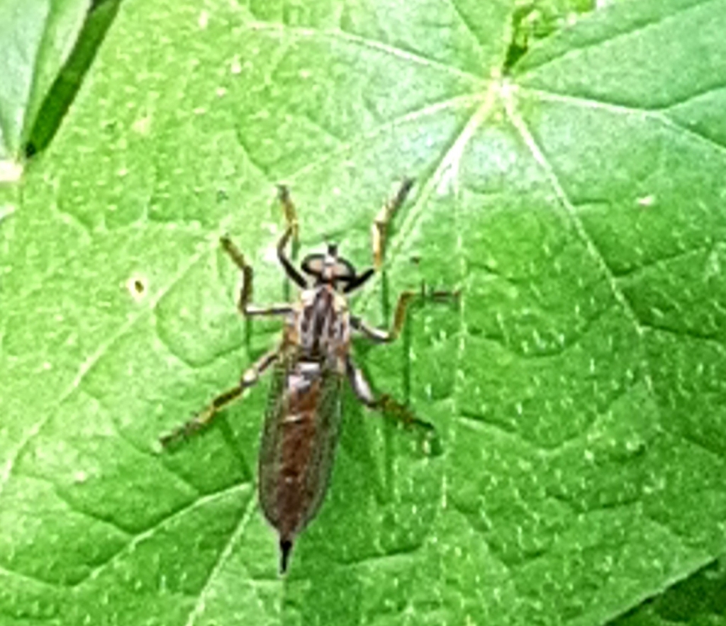 Asilinae from Emiliano Zapata, Ciudad de México, CDMX, México on August ...