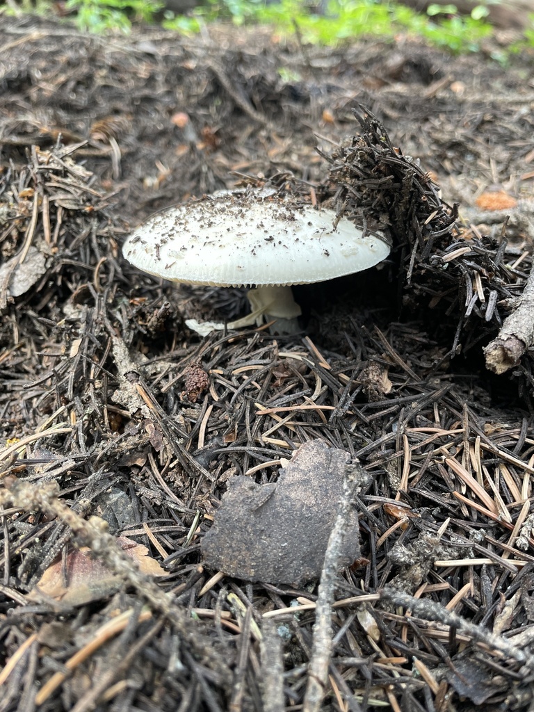 amanita mushrooms from Salt Lake County, US-UT, US on August 02, 2022 ...