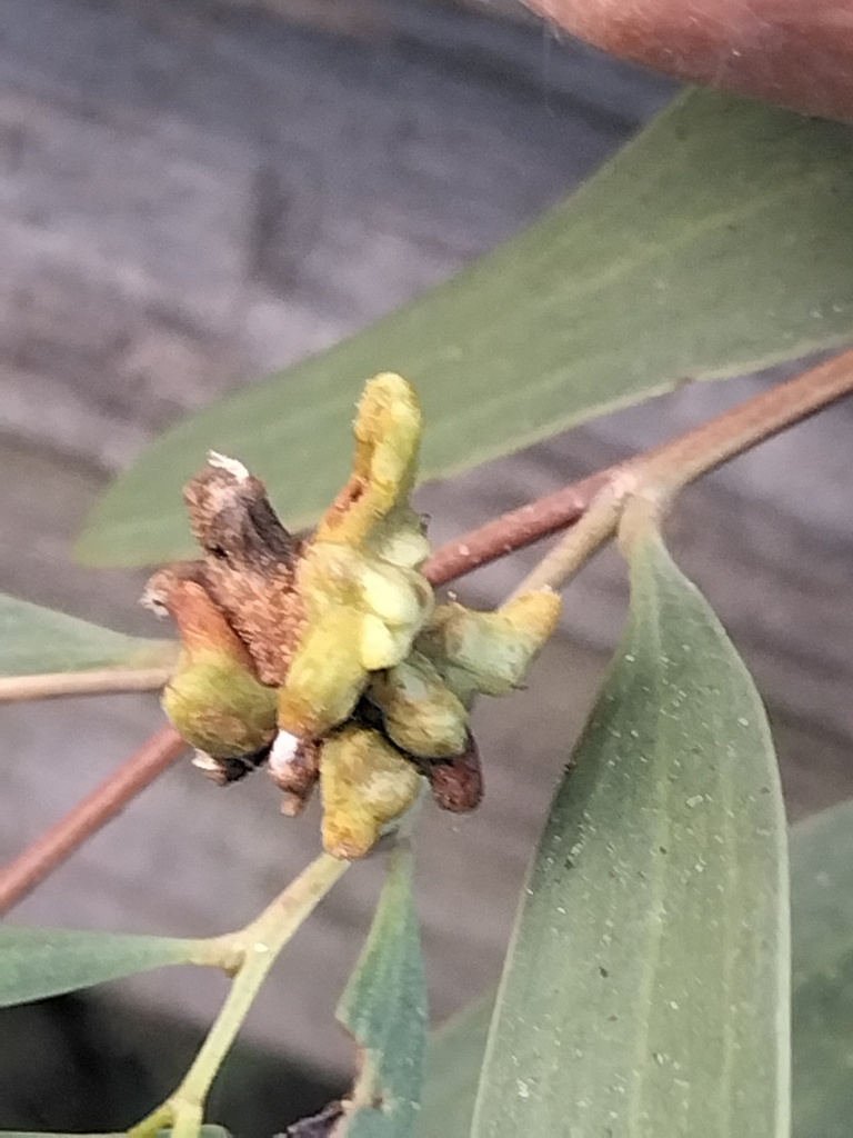 Rooikrans Gall Midge from Wilderness, 6560, Zuid-Afrika on July 31 ...