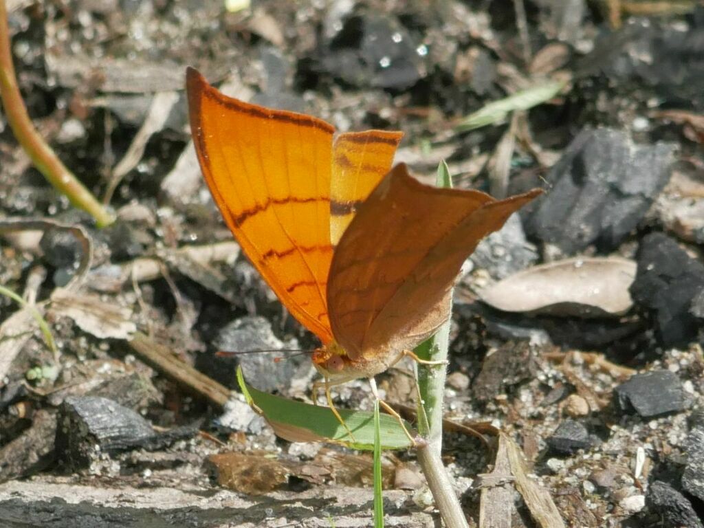 Tutelina Daggerwing from San Luis 16000, Peru on July 31, 2022 at 02:23 ...