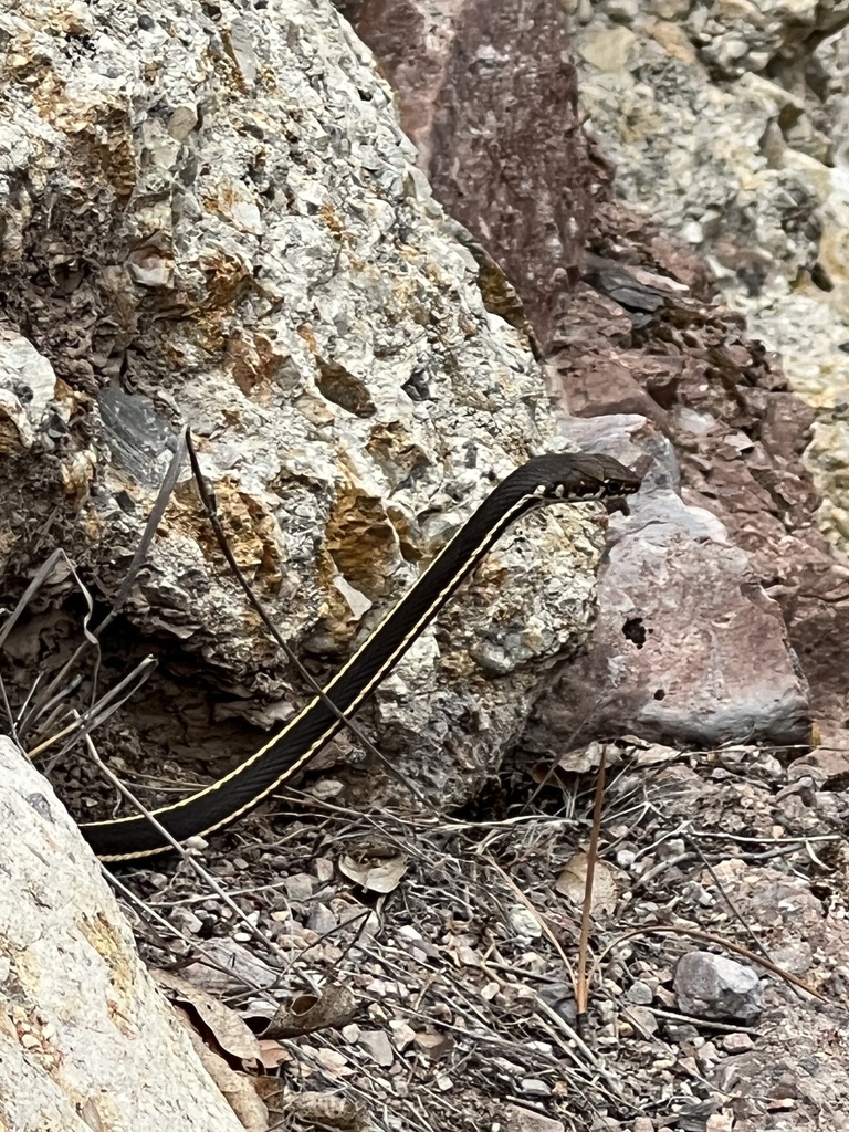 California Striped Racer from Hain Wilderness, Paicines, CA, US on ...
