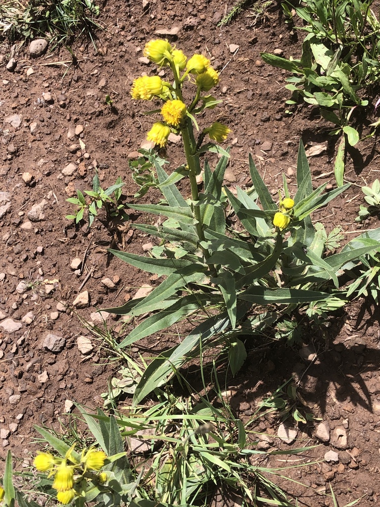 Asteroideae from Grand Mesa Uncompahgre and Gunnison National Forests ...