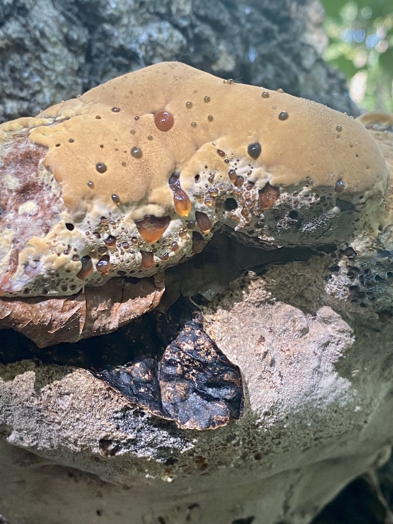 oak bracket from Watchung Reservation, Mountainside, NJ, US on August ...