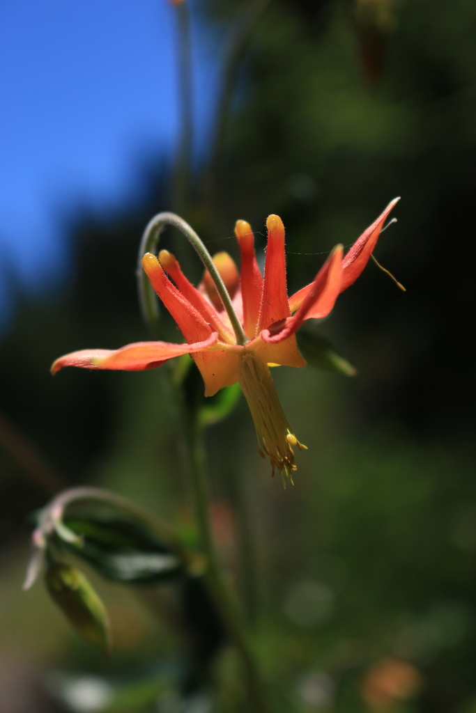 western columbine from Siskiyou County, CA, USA on June 22, 2020 at 11: ...