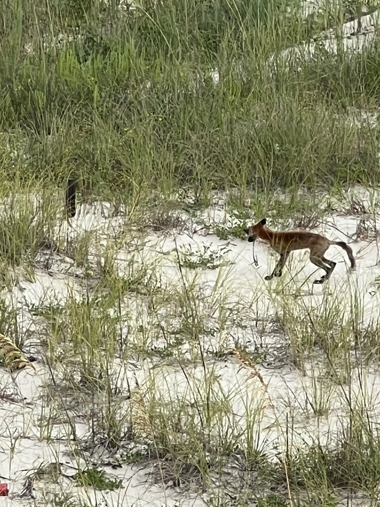 Red Fox from Grass Island, Gulf Shores, AL, US on August 2, 2022 at 06: ...