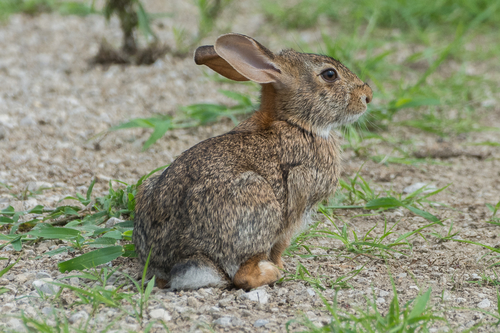 Hares and Rabbits (Leporidae) - Know Your Mammals