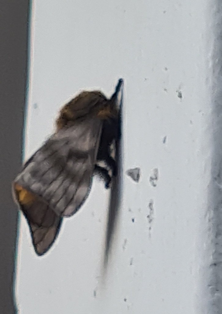 Hylesia from H8GG+6C9, Santa Lucía Milpas Altas, Guatemala on August 2 ...