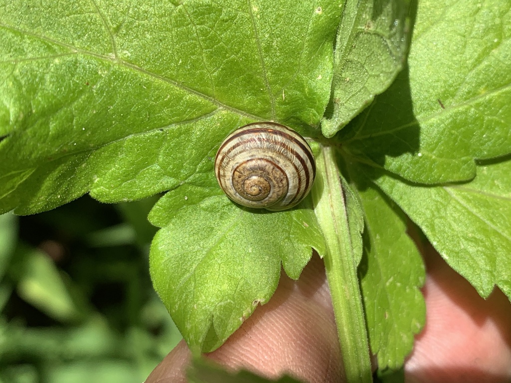 Brown-lipped Snail from Allegheny National Forest, Marienville, PA, US ...